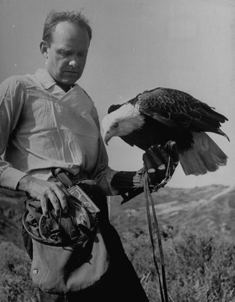 Daniel Mannix Training His American Bald Editorial Stock Photo - Stock ...