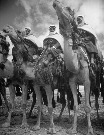 66 Camel cavalry Stock Pictures, Editorial Images and Stock Photos ...