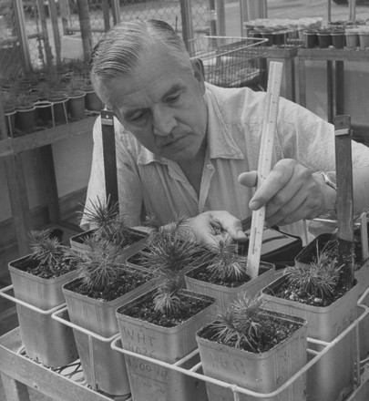 Botanist Dr Frits Warmolt Went Studying Editorial Stock Photo - Stock ...