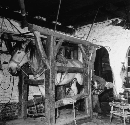 Circa 1945 German Blacksmith Shoeing Work Editorial Stock Photo - Stock ...
