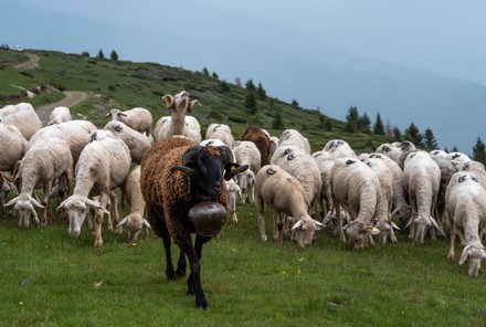 Black Ram On Head Herd Sheep Editorial Stock Photo - Stock Image ...