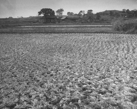 December 1945 Dried Rice Paddy Outside Editorial Stock Photo - Stock ...
