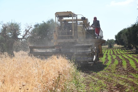 Farmers Northern Syria Harvest Their Lands Editorial Stock Photo ...