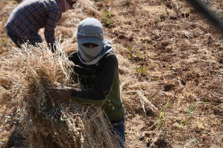 Farmers Northern Syria Harvest Their Lands Editorial Stock Photo ...