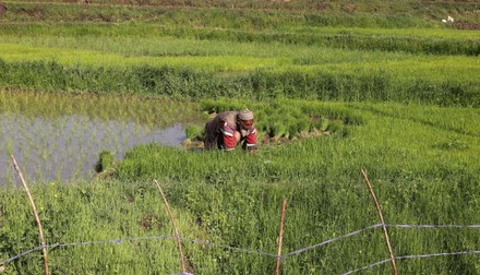 58 Paddy sowing season Stock Pictures, Editorial Images and Stock ...