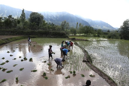 58 Paddy sowing season Stock Pictures, Editorial Images and Stock ...