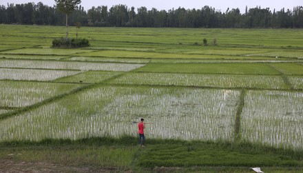58 Paddy sowing season Stock Pictures, Editorial Images and Stock ...
