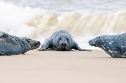 Twos Company Threes Crowd Trio Seals Editorial Stock Photo - Stock ...