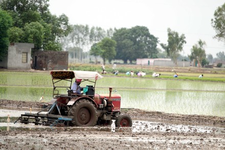 Farmer Tilling Paddy Field Tractor Near Editorial Stock Photo - Stock ...