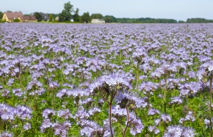 Growing Phacelia Honeybearing Plant That Very Editorial Stock Photo ...