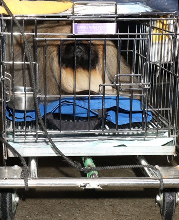 Wasabi Pekingese Winner Westminster Dog Show Editorial Stock Photo ...