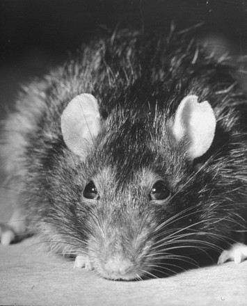 Research Rat Suffering Nervous Breakdown Immediately Editorial Stock ...