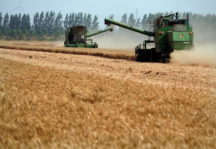 Harvesters Work Wheat Field Huangfanqu Farm Editorial Stock Photo ...