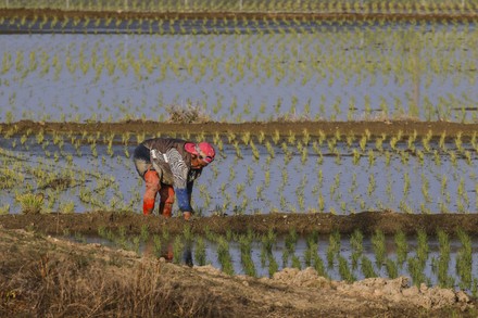 Farmer Set Rice Plants Farm Field Editorial Stock Photo - Stock Image ...