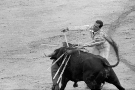 Spanish Bullfighter Luis Miguel Dominguin Plunging Editorial Stock ...