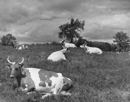 Cows Lying Down On Edward E Editorial Stock Photo - Stock Image ...