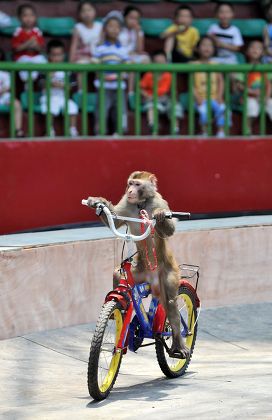 74 Animal stunts Stock Pictures, Editorial Images and Stock Photos ...
