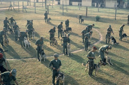 5 Training of sentry dogs Stock Pictures, Editorial Images and Stock ...