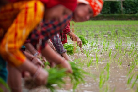 Nepalese Farmers Work On Paddy Field Editorial Stock Photo - Stock ...