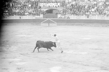 Spanish Bullfighter Luis Miguel Dominguin Plunging Editorial Stock ...