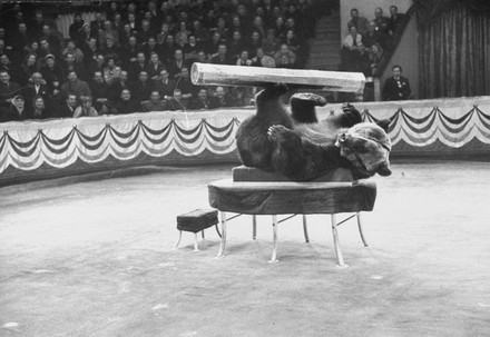 Extraordinarily Skillful Russian Performing Bear Doing Editorial Stock ...