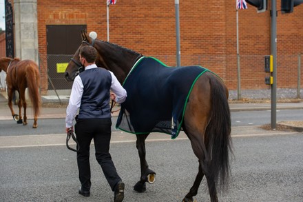 Winner Prestigious Gold Cup Racehorse Subjectivist Editorial Stock ...