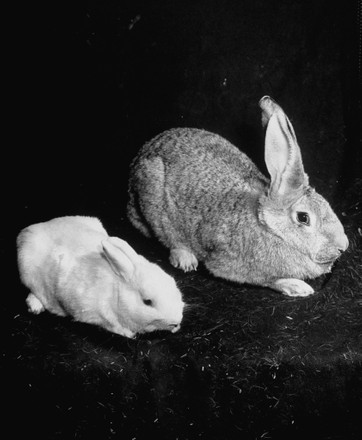 Rabbits Being Used Genetic Testing Editorial Stock Photo - Stock Image ...