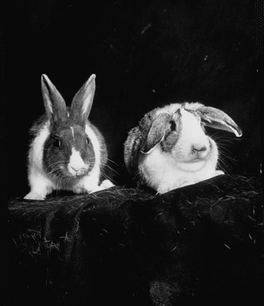 Rabbits Being Used Genetic Testing Editorial Stock Photo - Stock Image ...