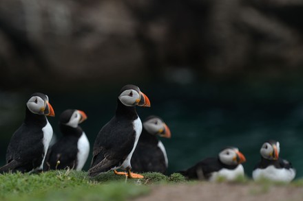 Atlantic Puffins Seen During Breeding Season Editorial Stock Photo ...