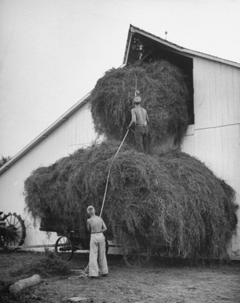 10 Pitching hay Stock Pictures, Editorial Images and Stock Photos ...