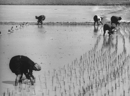 South Vietnamese Farmers Planting Rice Rice Editorial Stock Photo ...