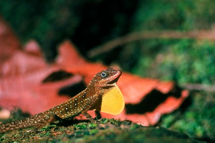 Lizard W Puffed Yellow Pouch On Editorial Stock Photo - Stock Image ...
