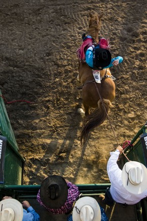 Bronco Rider Shane Oconnell Leaves Chutes Editorial Stock Photo - Stock ...