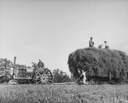 10 Pitching hay Stock Pictures, Editorial Images and Stock Photos ...