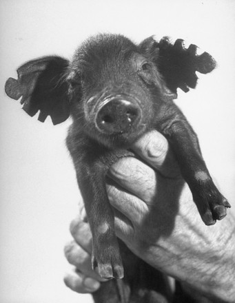 View Young Pig Whose Ears Have Editorial Stock Photo - Stock Image ...