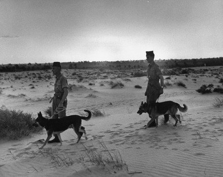 British Soldiers German Shepards Dog Patrolling Editorial Stock Photo ...