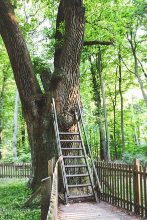 500yearold Bridegroom Oak Dodauer Forest Near Editorial Stock Photo ...
