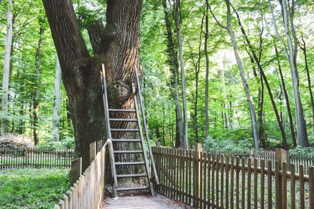500yearold Bridegroom Oak Dodauer Forest Near Editorial Stock Photo ...