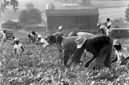 1,000 1950s immigrants Stock Pictures, Editorial Images and Stock ...