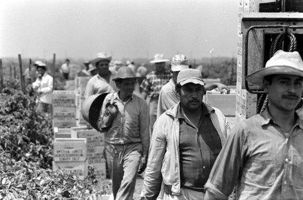 Migrant Farm Workers Editorial Stock Photo - Stock Image | Shutterstock