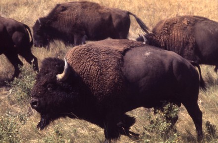 American Bison On National Bison Range Editorial Stock Photo - Stock ...
