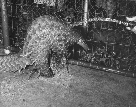 Pangolin Standing On Hind Legs Fort Editorial Stock Photo - Stock Image ...