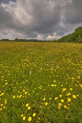 Meadow Buttercups Ranunculus Acris Langdon Essex Editorial Stock Photo ...