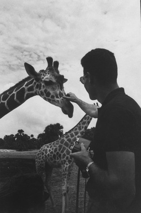 Man Feed Giraffe United States American Editorial Stock Photo - Stock ...