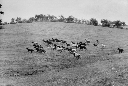 54 Ponies running Stock Pictures, Editorial Images and Stock Photos ...