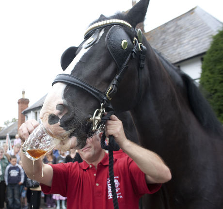 Monty Shire Horse Receives His Pint Editorial Stock Photo - Stock Image ...