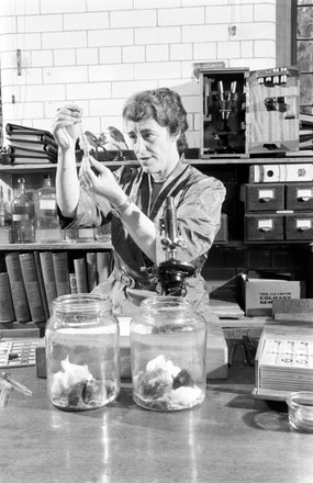Naturalist Mme Miriam Rothschild Working On Editorial Stock Photo ...