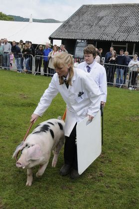 British Lop Judging Ring Three Counties Editorial Stock Photo - Stock ...