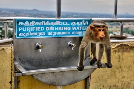 Rhesus Monkeys Macaca Mulatta Mountaintop Ganesh Editorial Stock Photo ...