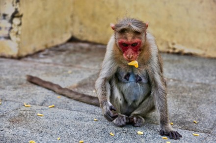 Rhesus Monkeys Macaca Mulatta Eat Food Editorial Stock Photo - Stock ...